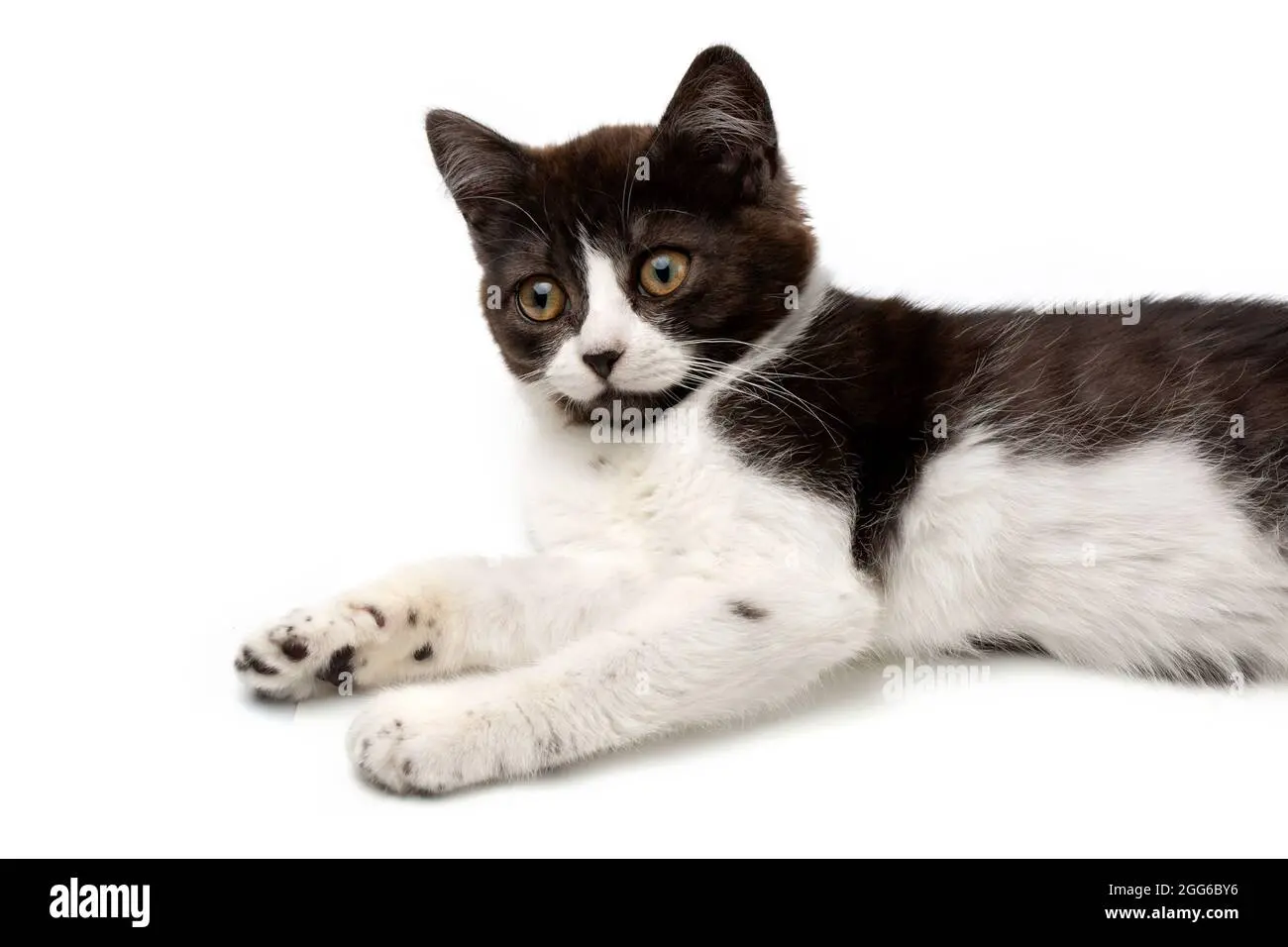 Costra Negra En La Nariz Del Gato: Causas Y Acciones | Fletes Y Mudanzas