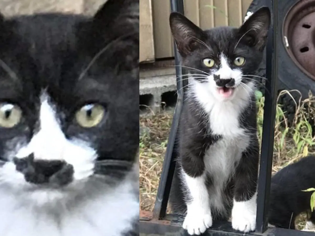 Costra Negra En La Nariz Del Gato: Causas Y Acciones | Fletes Y Mudanzas